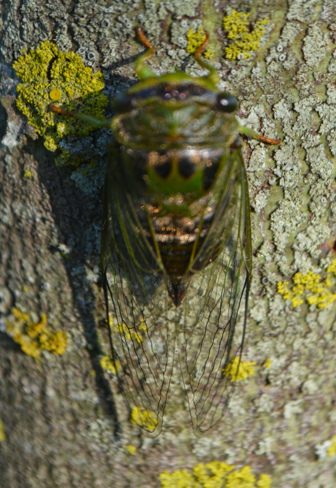 Chicharras. El canto de los árboles. Vida subterránea y savia ...