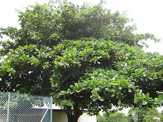 Le badamier | Flore de l’île de la Réunion