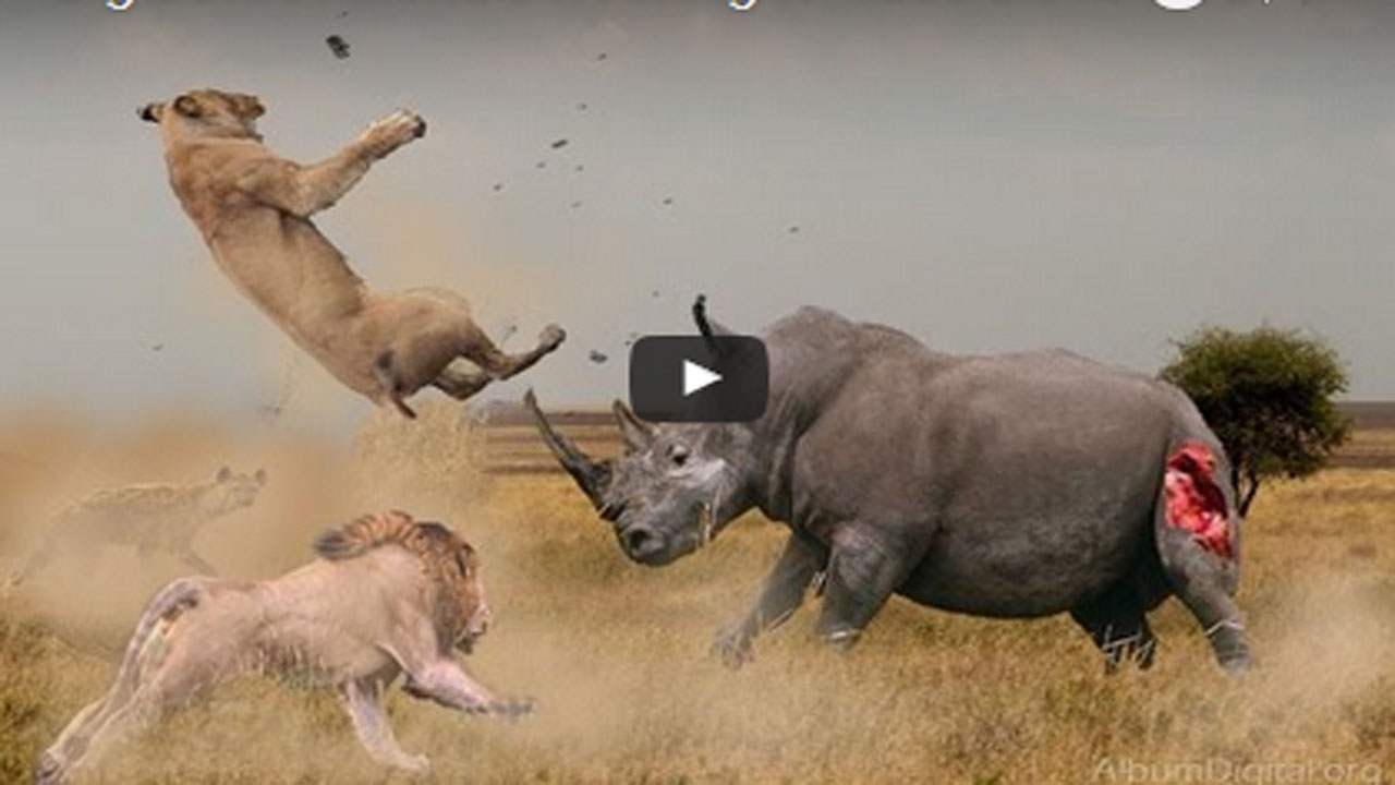 Big Battle Animals Real Fight - ANIMAL AND LIFE NEWS