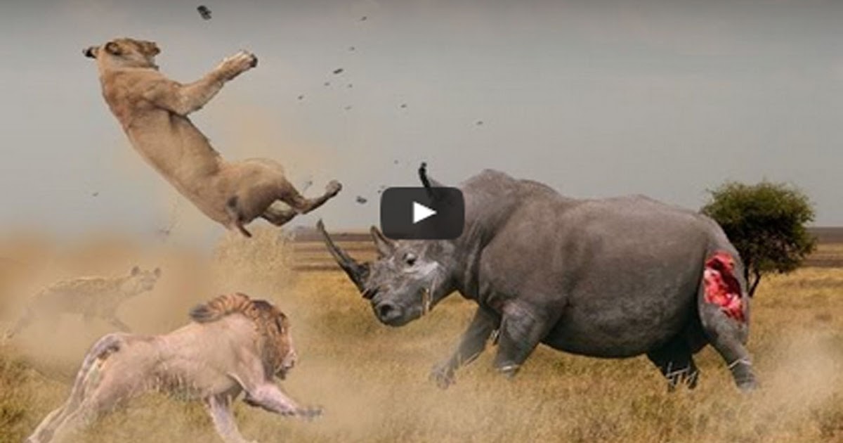 Big Battle Animals Real Fight - ANIMAL AND LIFE NEWS