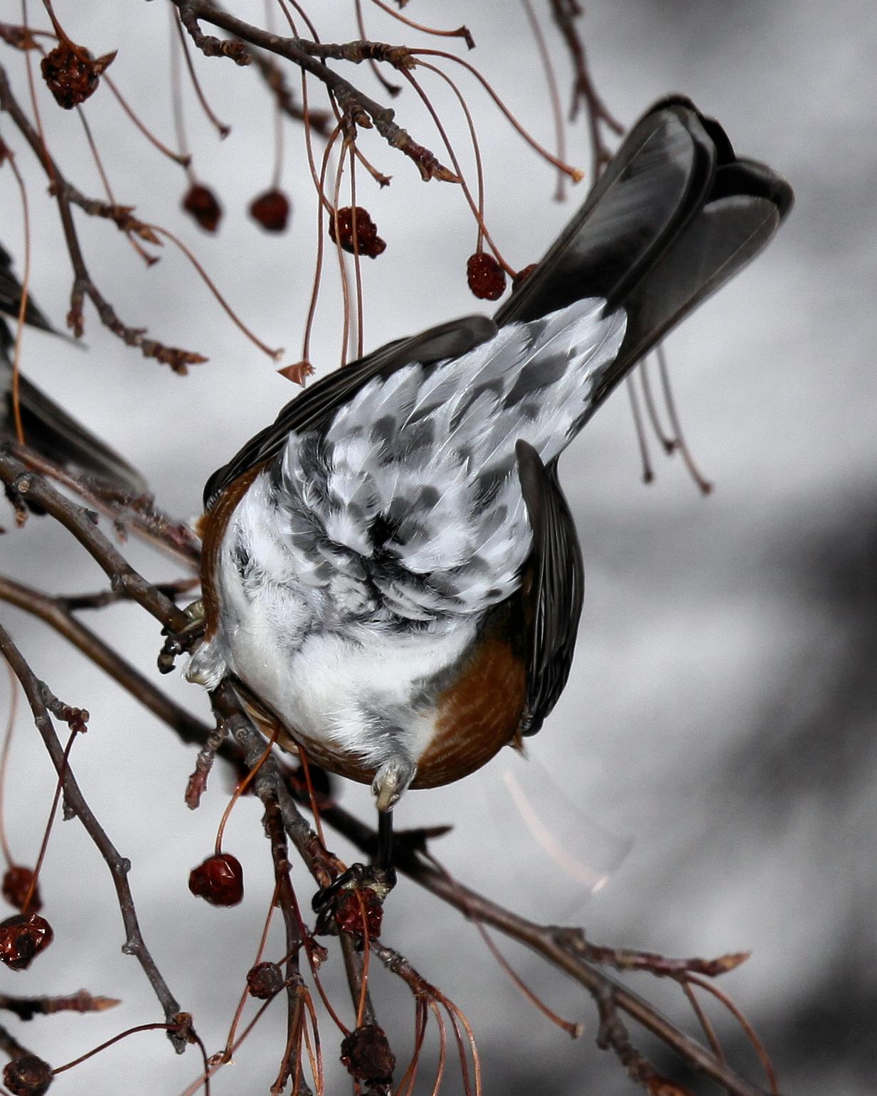 Birds from Behind : 08/01/2011 - 09/01/2011