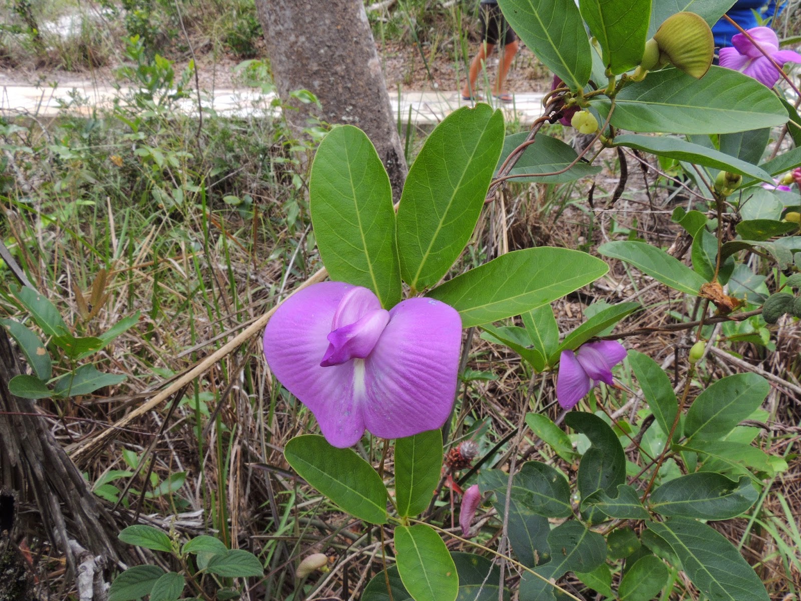 Fabaceae - Leguminosae no Brasil: Centrosema