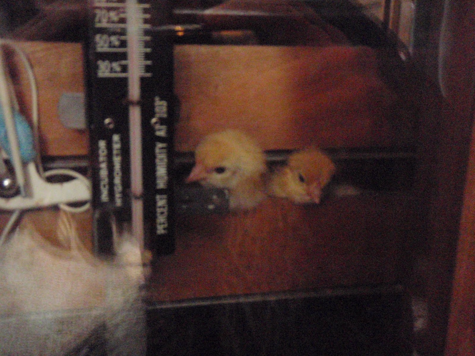 Journey School Stories: The Birth of a Chick
