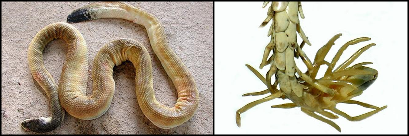 Strike, Rattle, & Roll: Many Tales of the Snake Tail