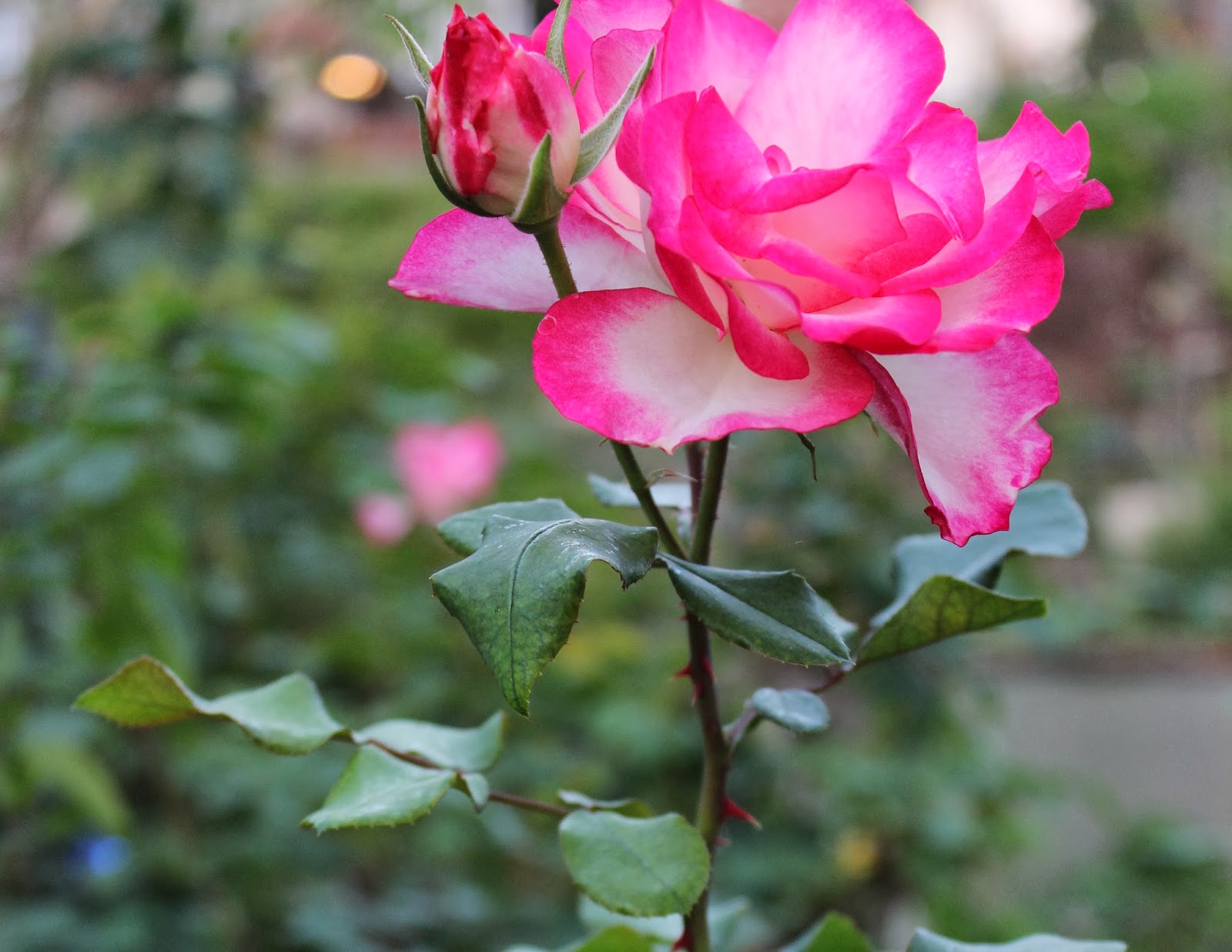 A Very Good Life: Garden Bloggers Bloom Day (GBBD) November 2013 ...