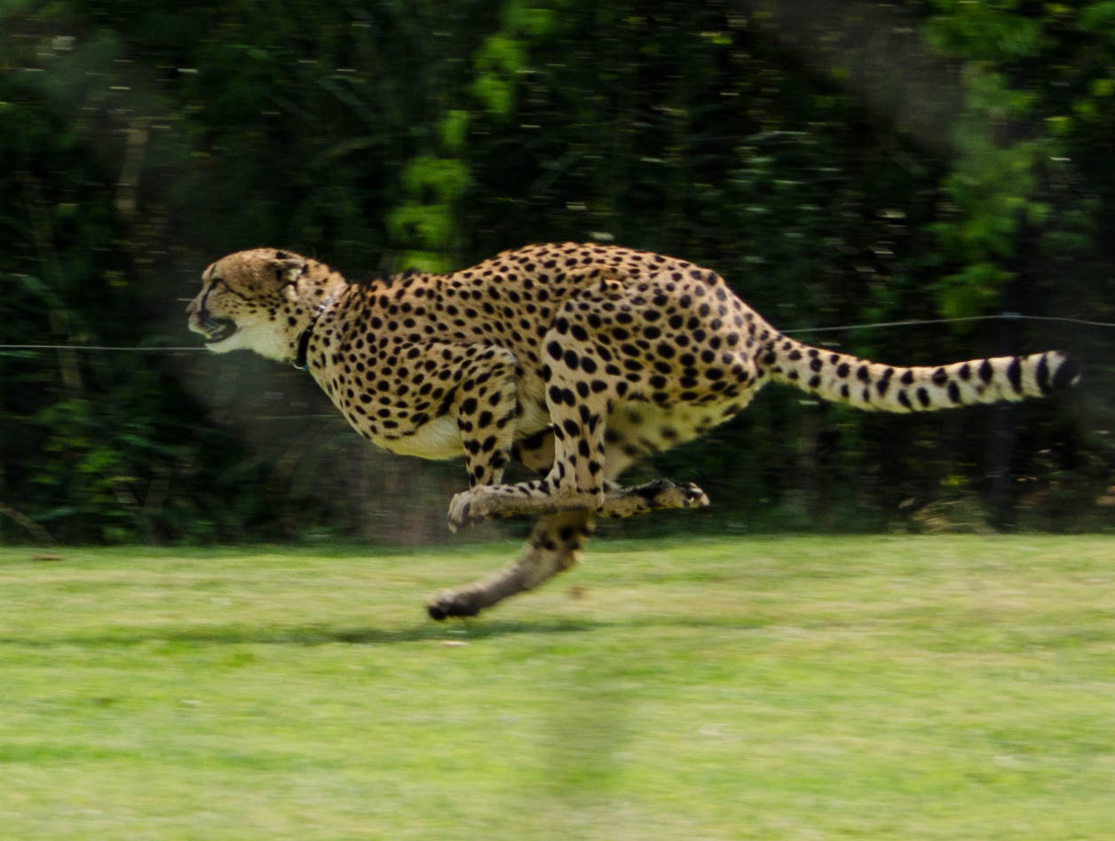 Cheetah running | Cheetah, Cheetahs, Animals