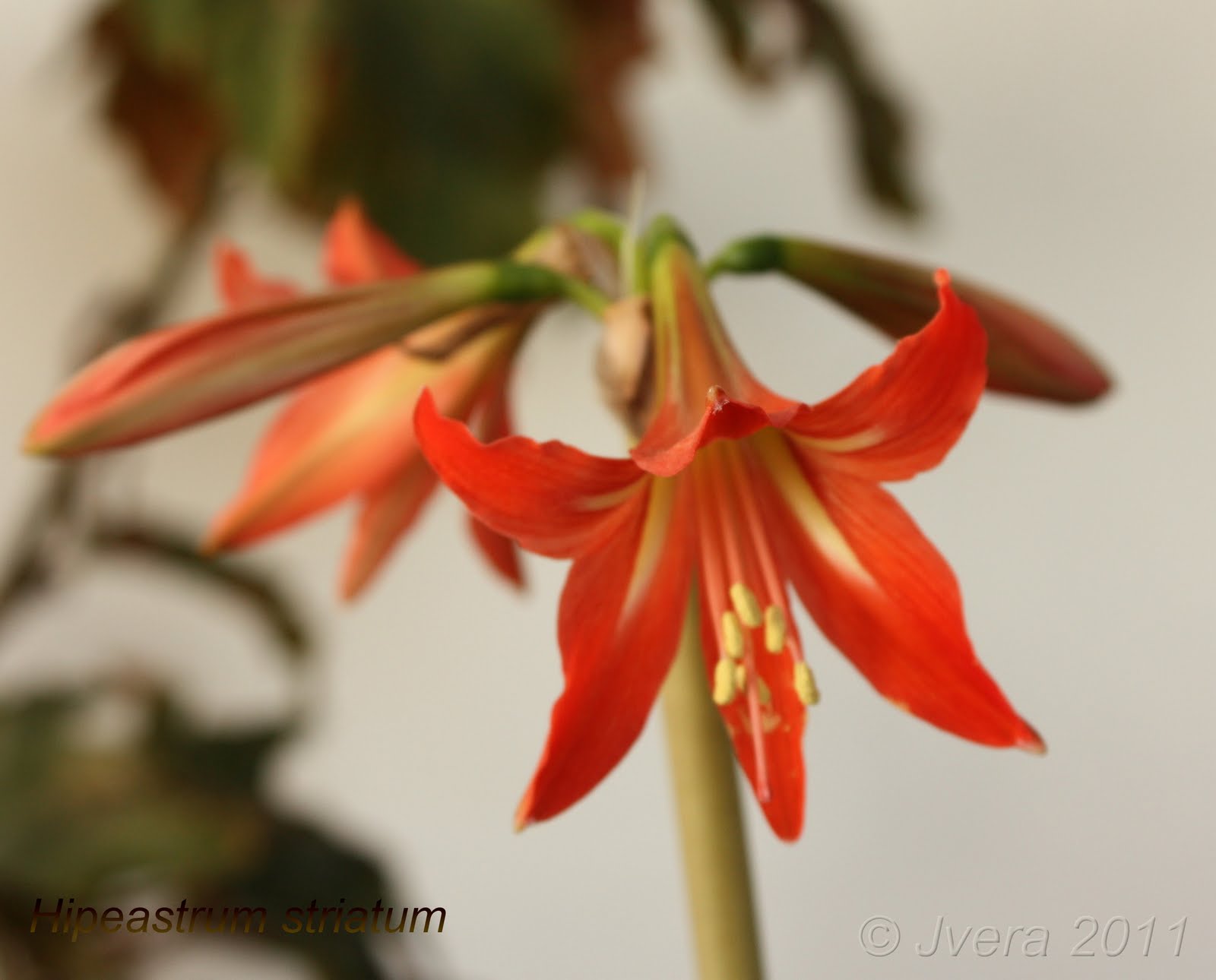 Un jardín en Málaga: Hippeastrum striatum.
