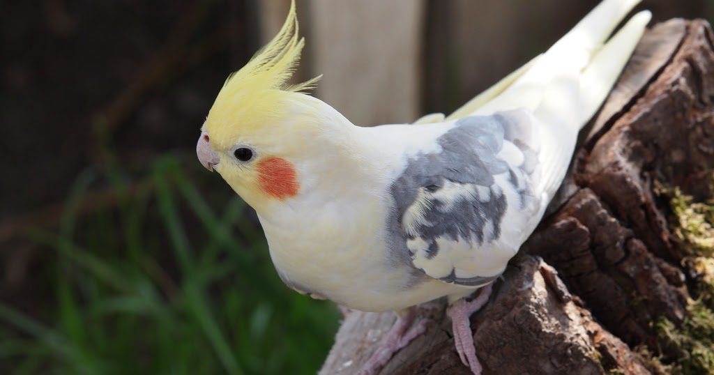 Jenis - Jenis Burung Falk dan Daftar Harganya - Bakasura Cendekia