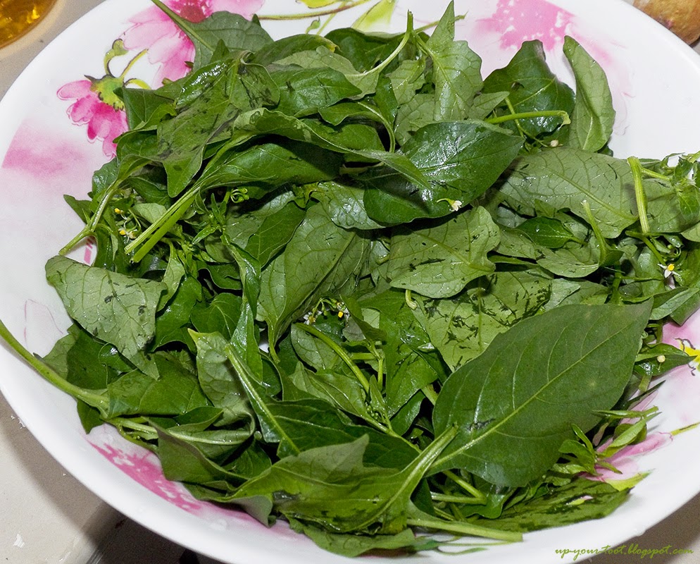 Solanum nodiflorum - The White Nightshade or Sayur Meranti - Half a ...