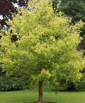 Vivero Buenaventura: FICHA TEMÁTICA DE ARCE NEGUNDO (Acer negundo L.)