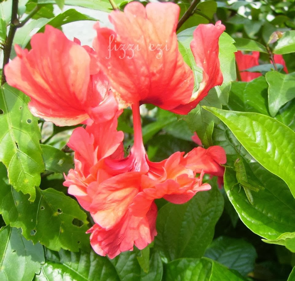 Flora Cintamu: 4 Jenis Bunga Raya di Rumah..