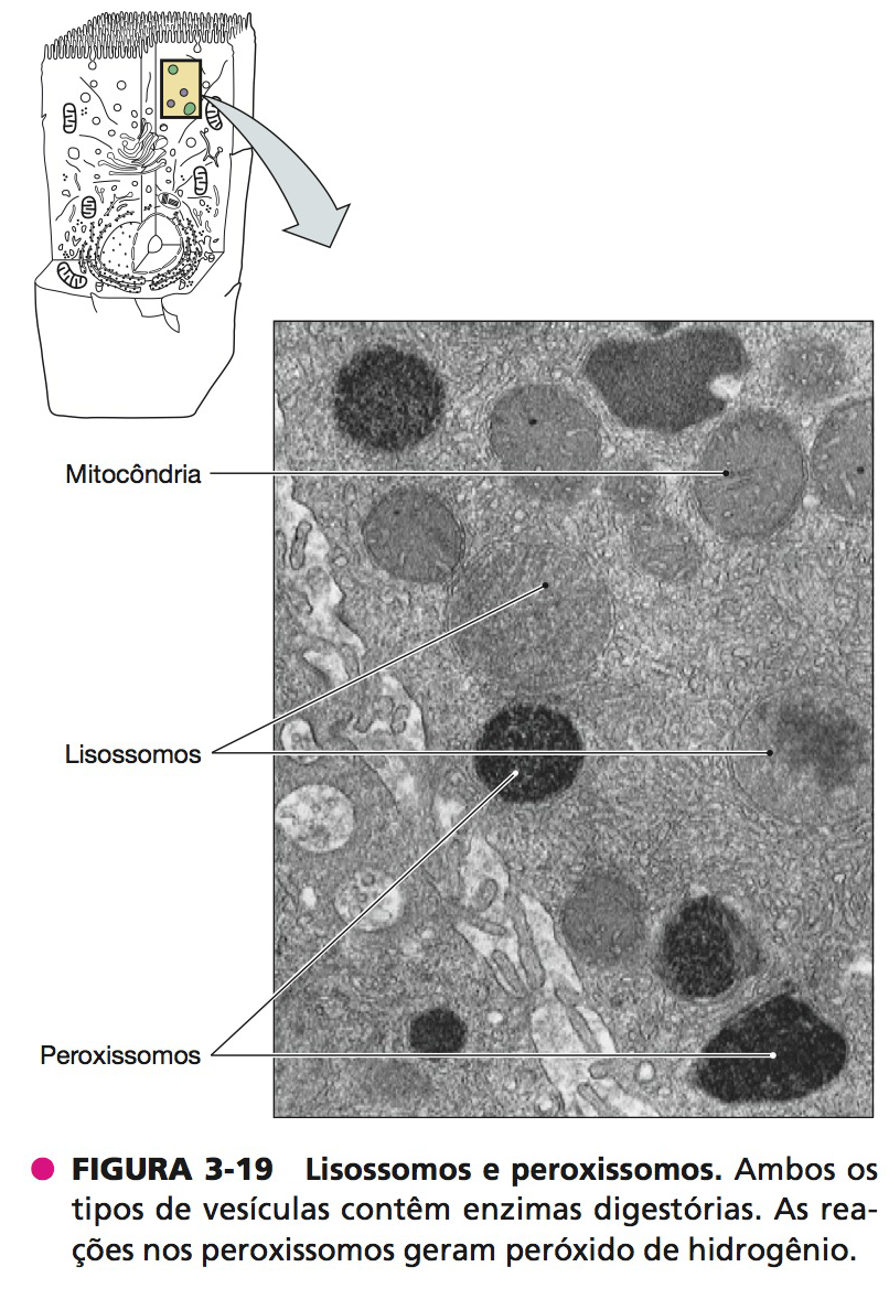 Lisossomos e peroxissomos