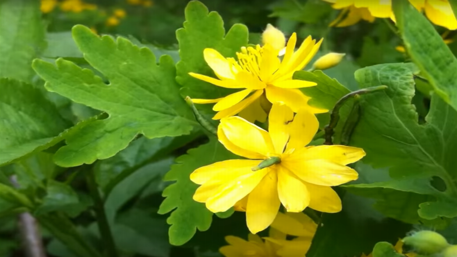 Plante medicinale: Rostopasca ( Chelidonium majus L. )