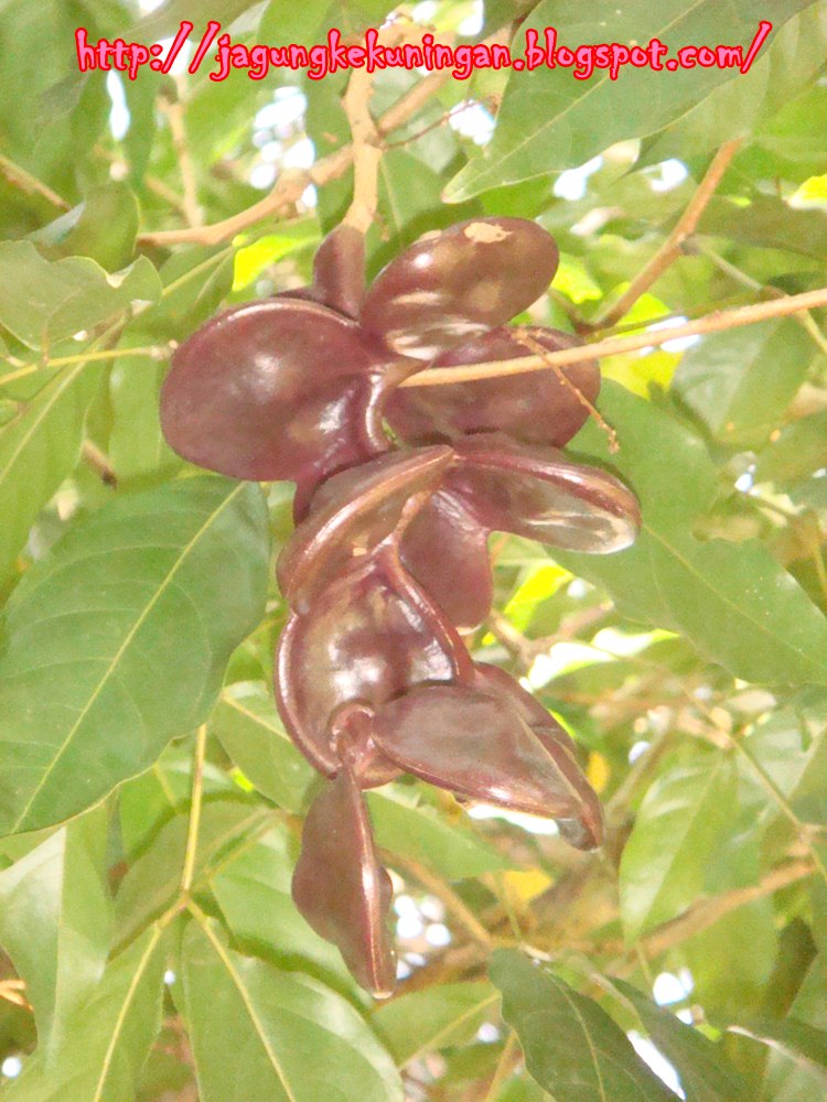 ! Mr. Jagung !: 15 Jenis Buah-Buahan Tempatan Terpopular