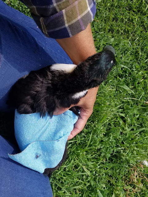 Preventing and Treating Angel Wing in Ducklings - Fresh Eggs Daily ...