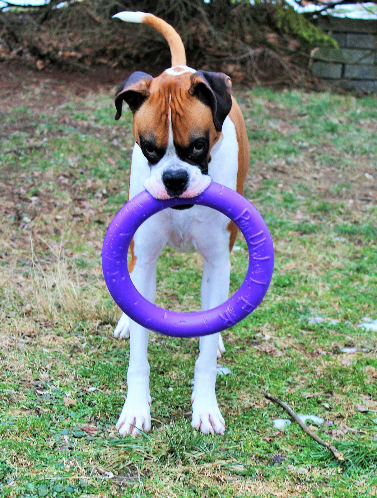 Dog Madness: Puller An Unique Interactive Training Device For A Healthy ...
