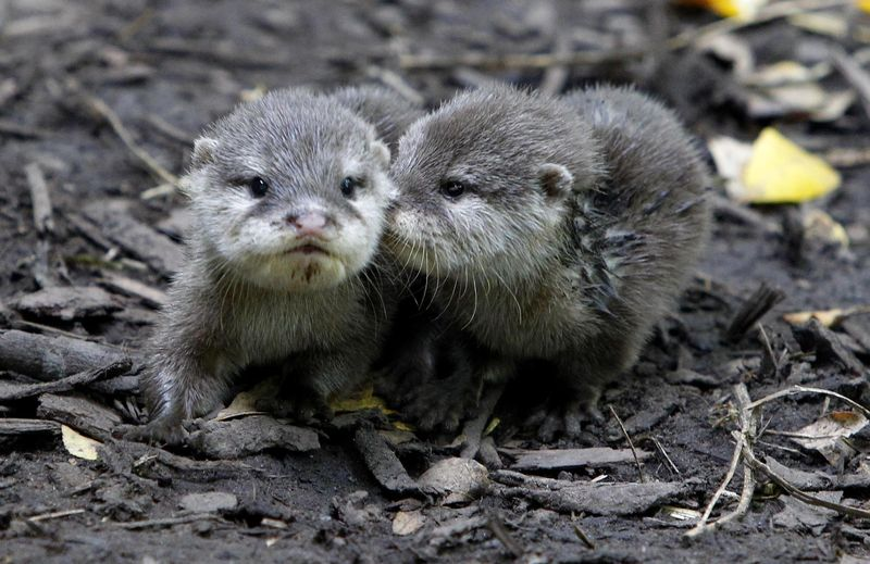 White Wolf : Rare Footage Captured Showing New Otter Cubs Around ...