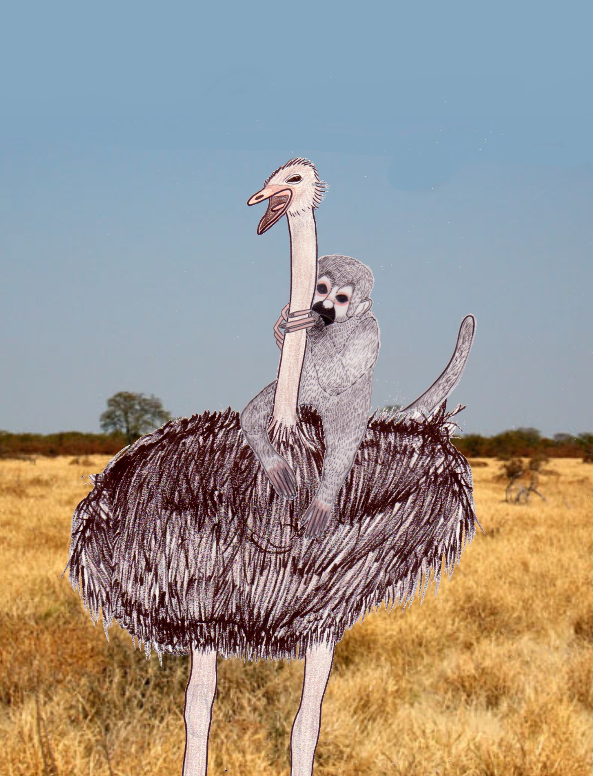 Bleu de travail: Singe écureuil chevauchant autruche dans la savane