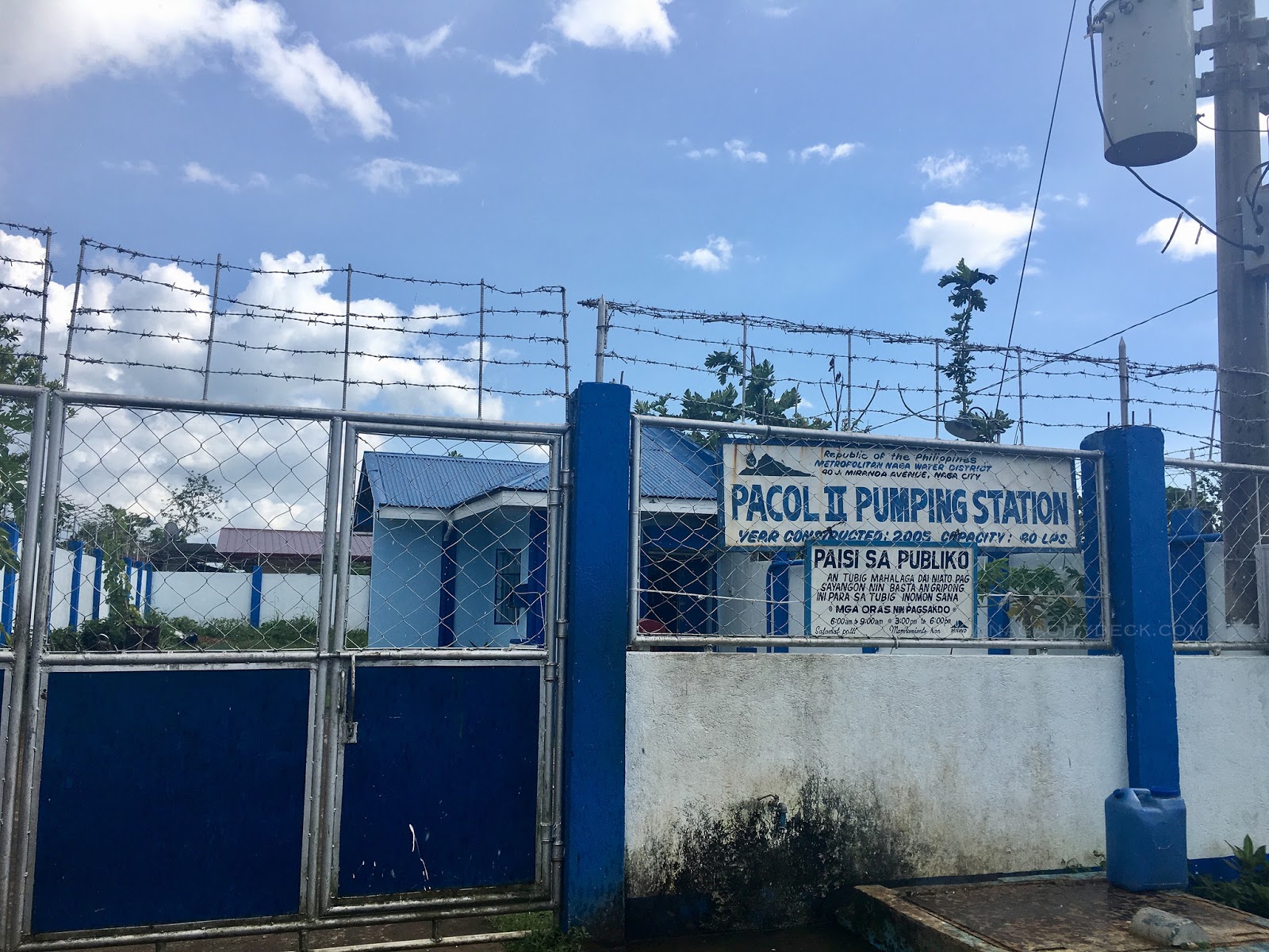 Sunflowers bloom in Naga's flower farms in Pacol ~ Naga City Deck