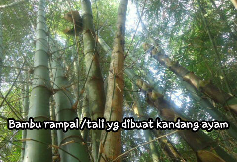 Kerajinan bambu di mojokerto jawa timur tukubagus