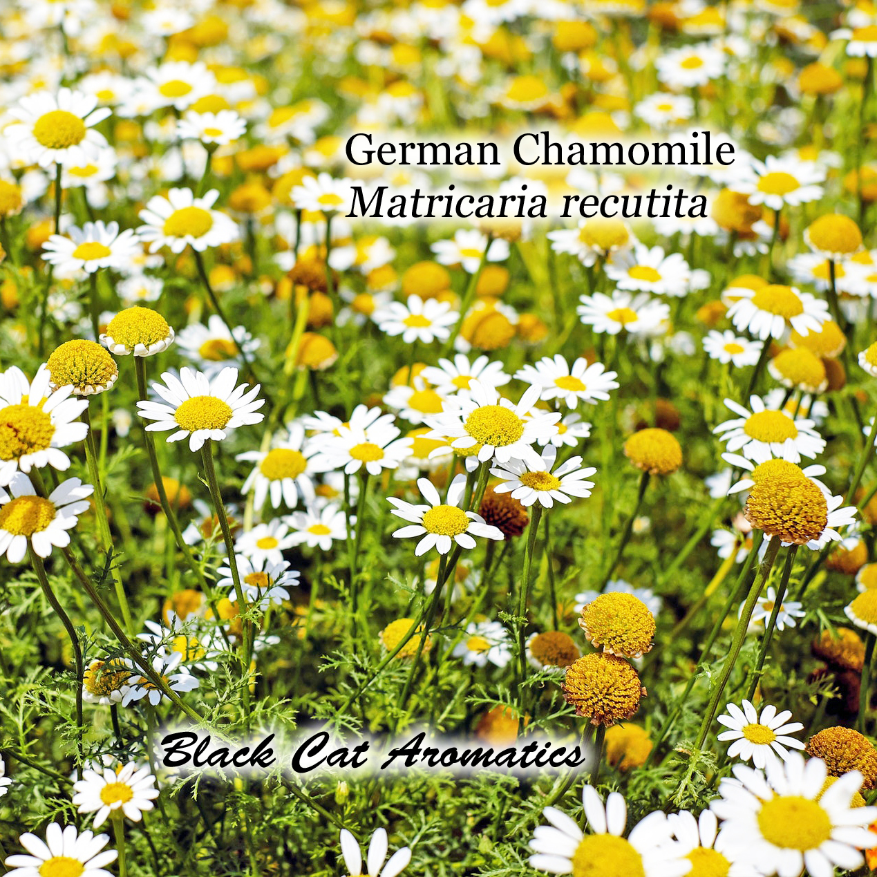 Black Cat Aromatics: Weekly Essential Oil~ German Chamomile (Matricaria ...