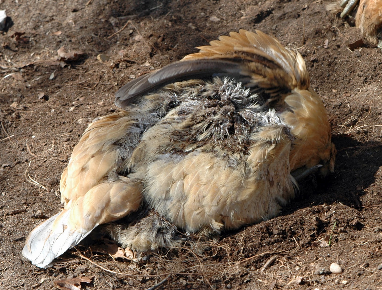 deborah jean's DANDELION HOUSE and GARDEN : Chicken Spa Day