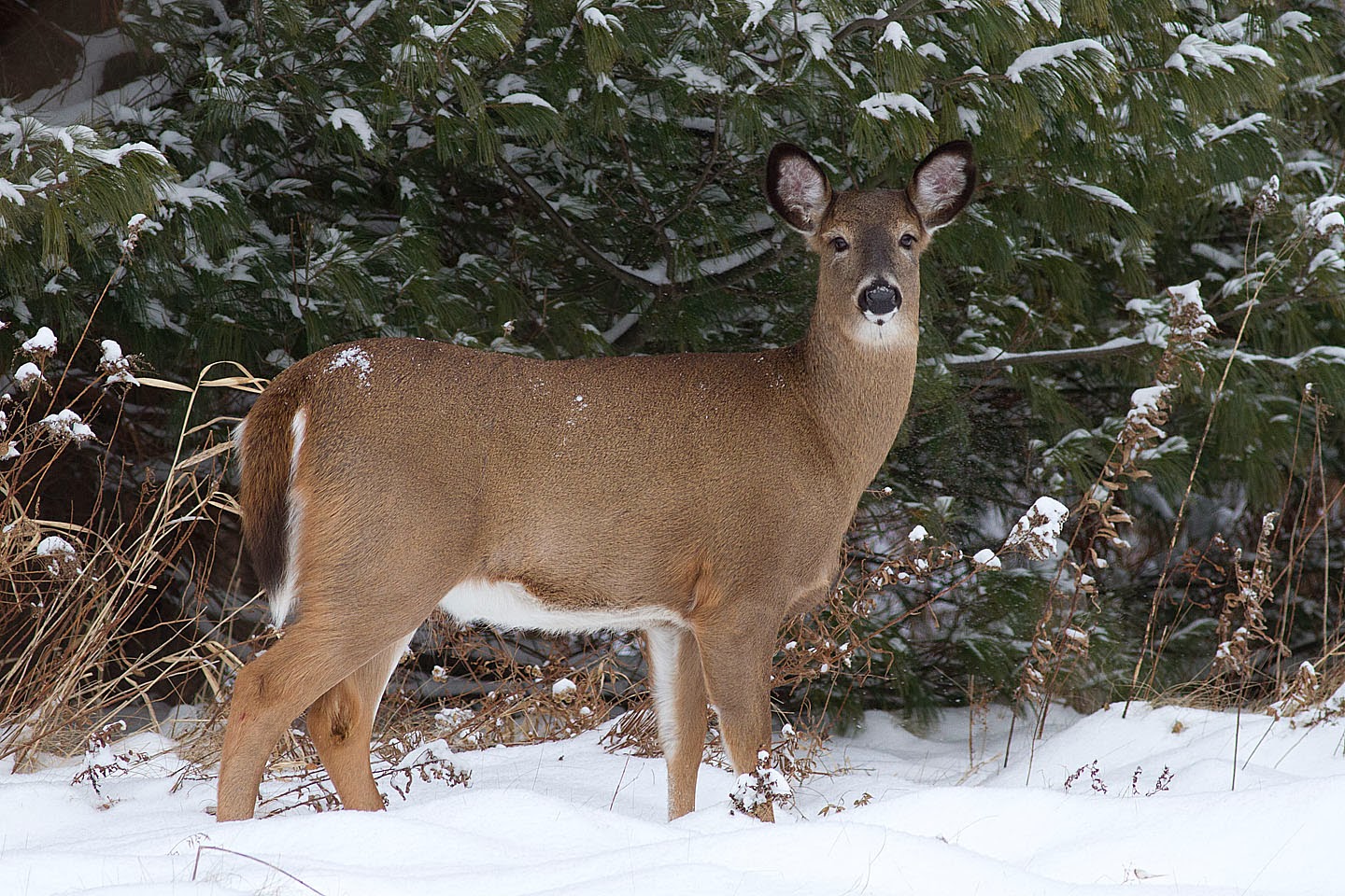 Ann Brokelman Photography: Deer - female and juveniles Close encounter ...