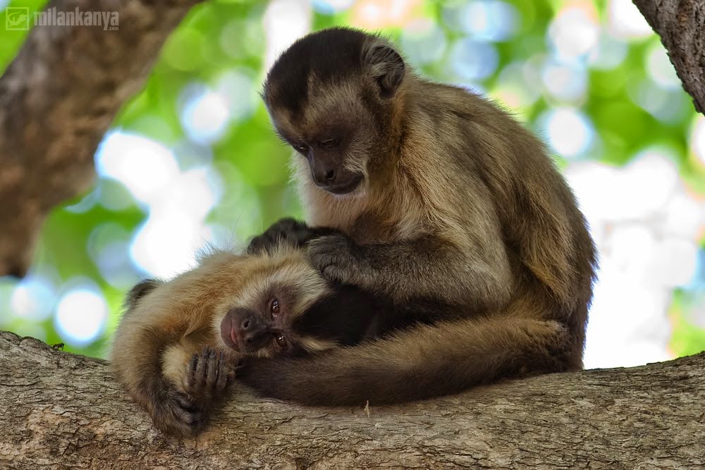 Co-Lab: Projetos Macaco-prego