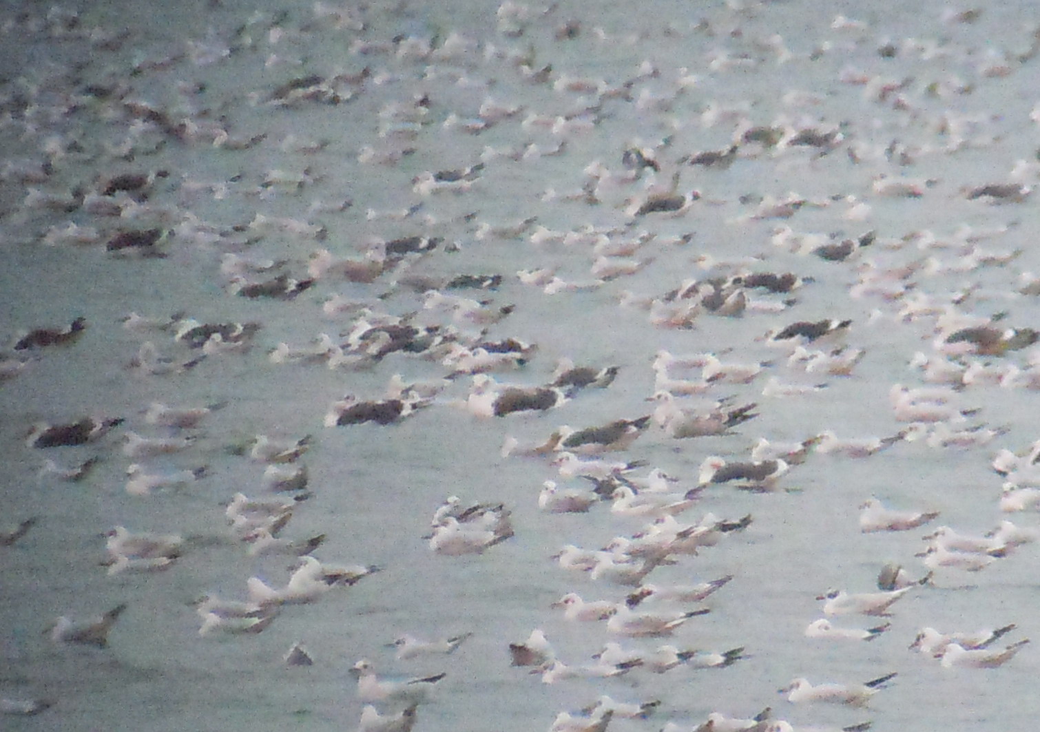 Oxon Birding Blog: Adult Med Gull in Farmoor Roost