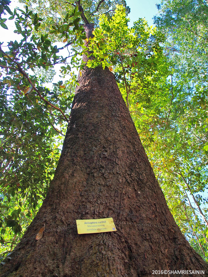 UUM Forest Treasure 1