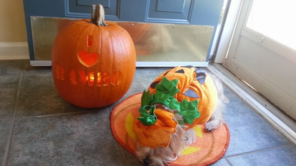 how to choose your halloween costume | Rambo The Puppy