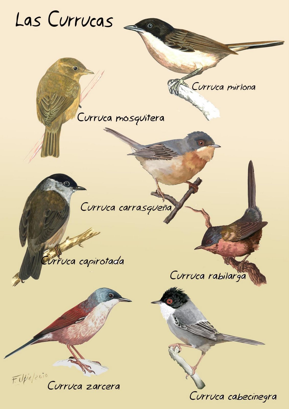 El Cerro del Hierro: Las Currucas