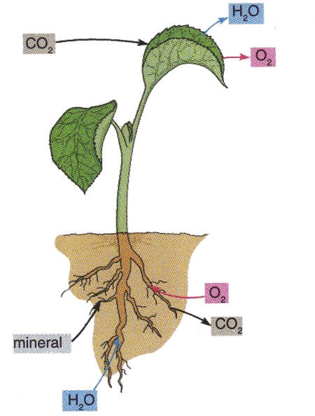 Several External Factors Influencing Plant's Growth - New Science Biology