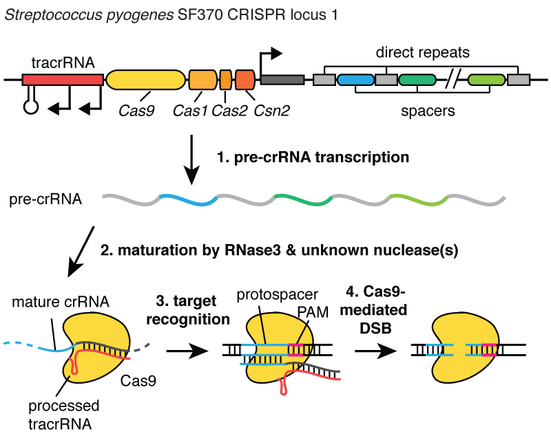 Making CRISPR genome editing more effective and accurate and separately ...