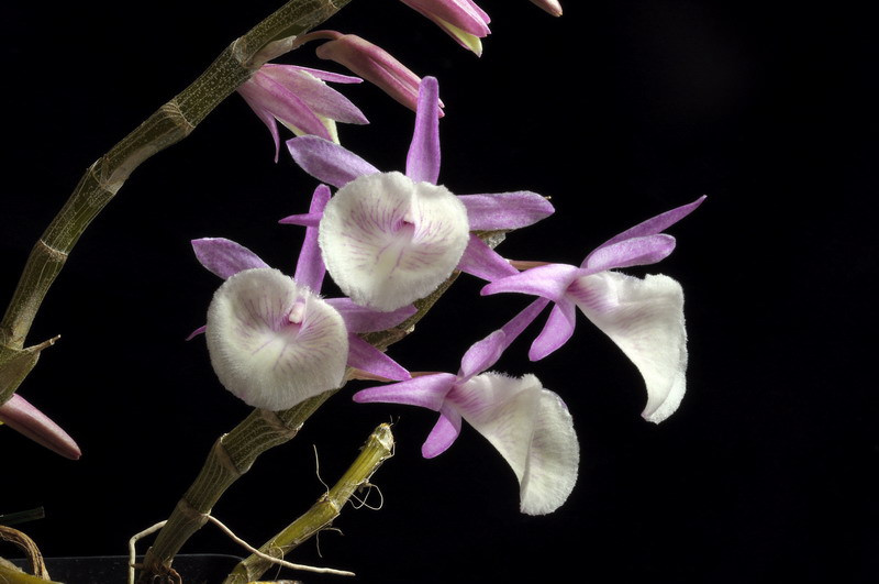 Dendrobium polyanthum care and culture | Travaldo's blog