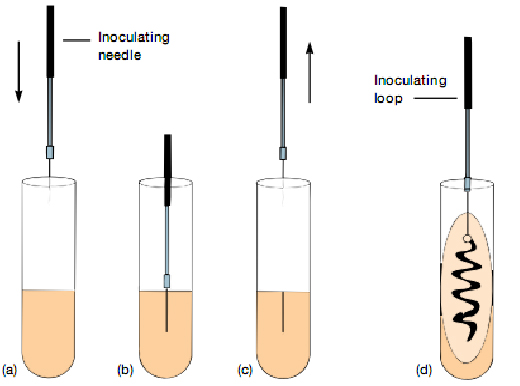 Metode dan Teknik Isolasi Mikroba - Biologizone