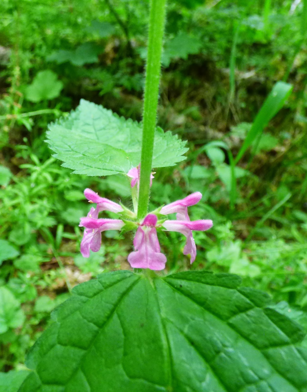 Wildflowers: Spring Woodland Wildflowers, Part 2