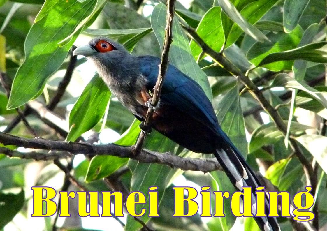 Brunei Birding Nature Tour: Bird PHOTO Gallery