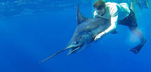 Team Propell fiske: Her svømmer svensken med blue marlin