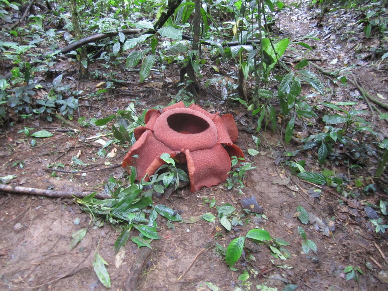 Wonders of the World: Rafflesia, the world's largest flower
