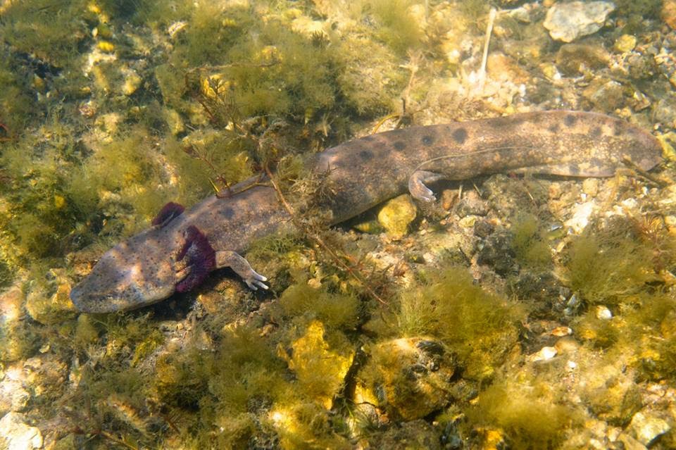 Herpedex: All the Herps I Have Seen In The Wild: Mudpuppies of Cook ...