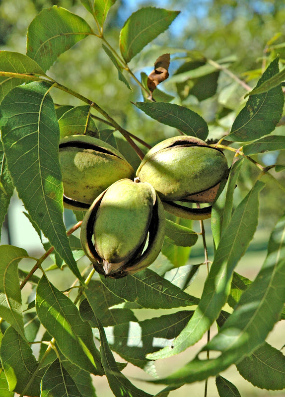 Northern Pecans: New early ripening cultivars to watch