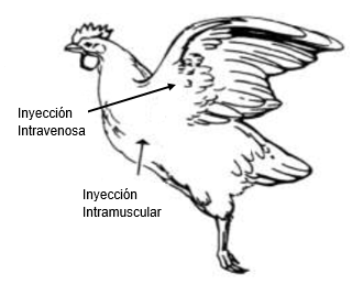 Agropecuarias : INYECTOLOGÍA ANIMAL