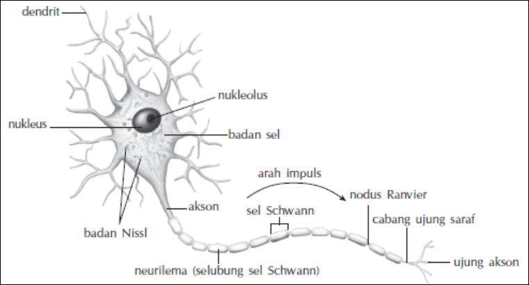 Neurulasi Pada Manusia Have Fun Learning Biology