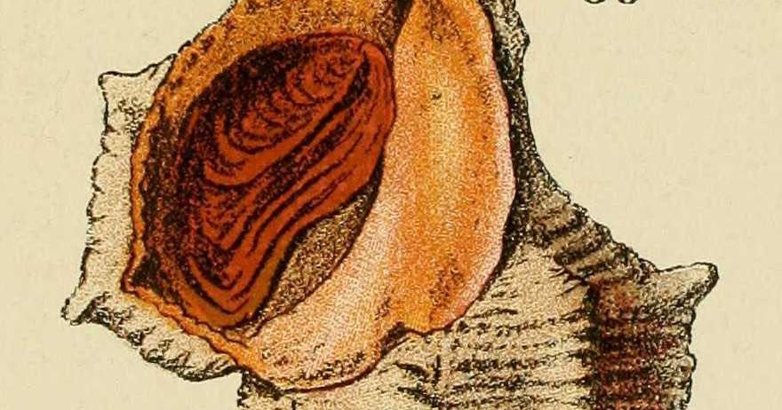 PORPORA: 01 // IL COLORE PORPORA