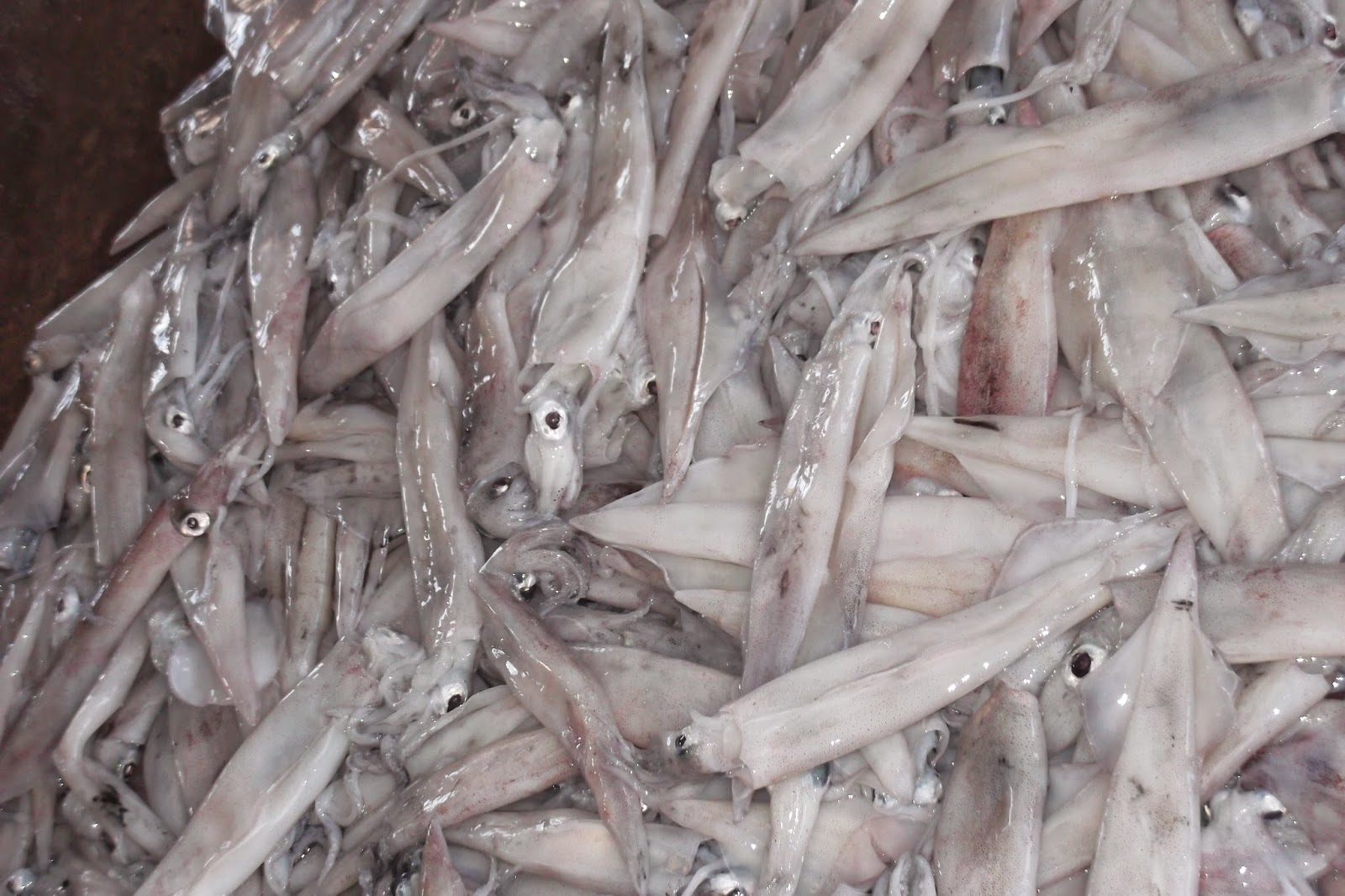 NEGOMBO SEAFOODS: DHALLA (SMALL)