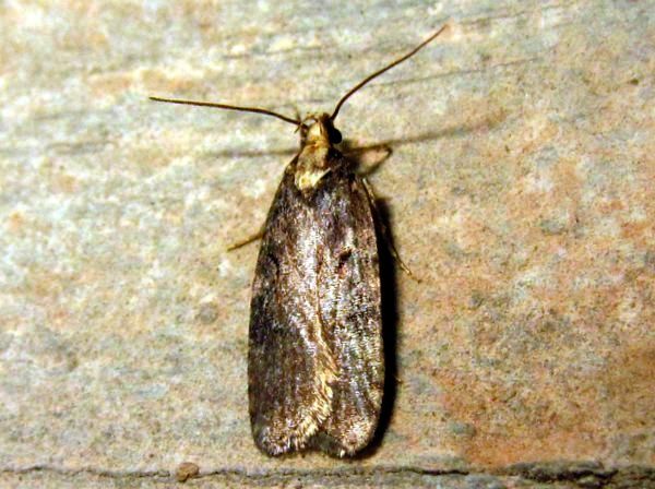 Valkoinen noita: Noitinen pienet apurit, hyönteiset