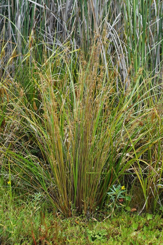 Zee Kraaszie Aorte Blog of Nicola Morton: Romantic Grass of the Week Quiz 2