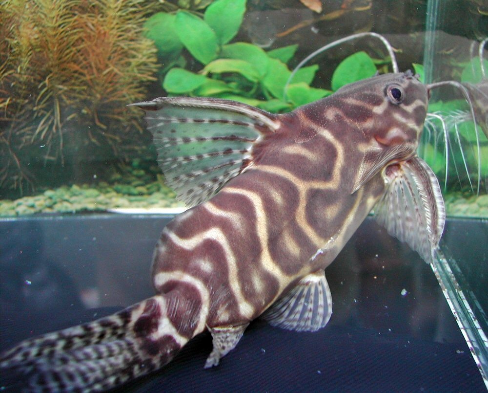 Ikan Catfish yang berenang terbalik - Akuarium Ikan Hias