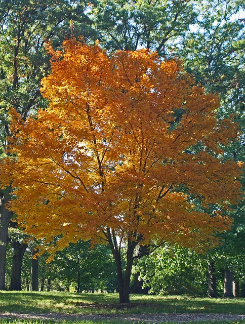 Всё о бегониях и не только...: Клён мелколистный / Клён моно / Клён ...